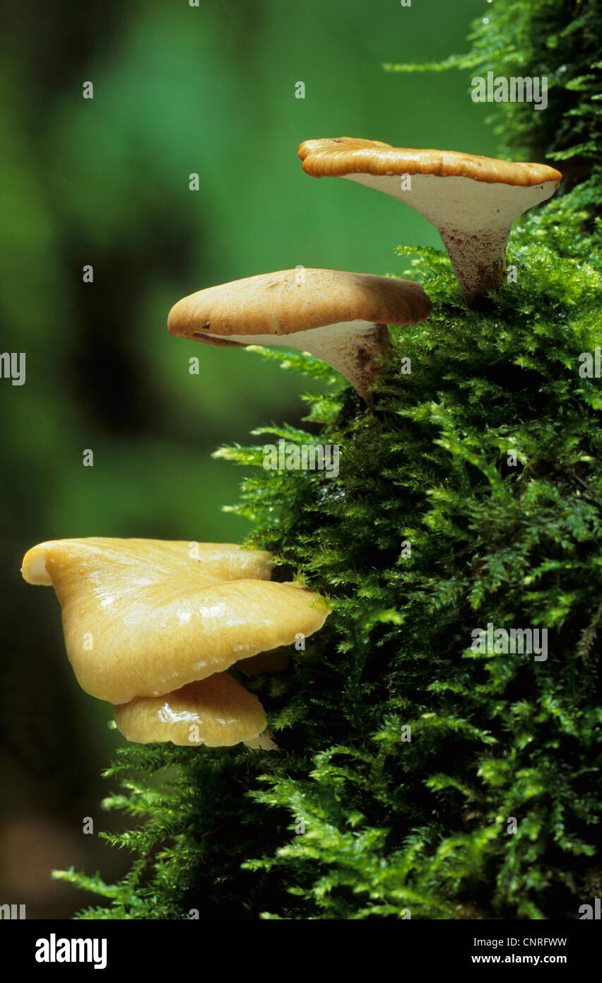 Leptocephalus hi-res stock photography and images - Alamy