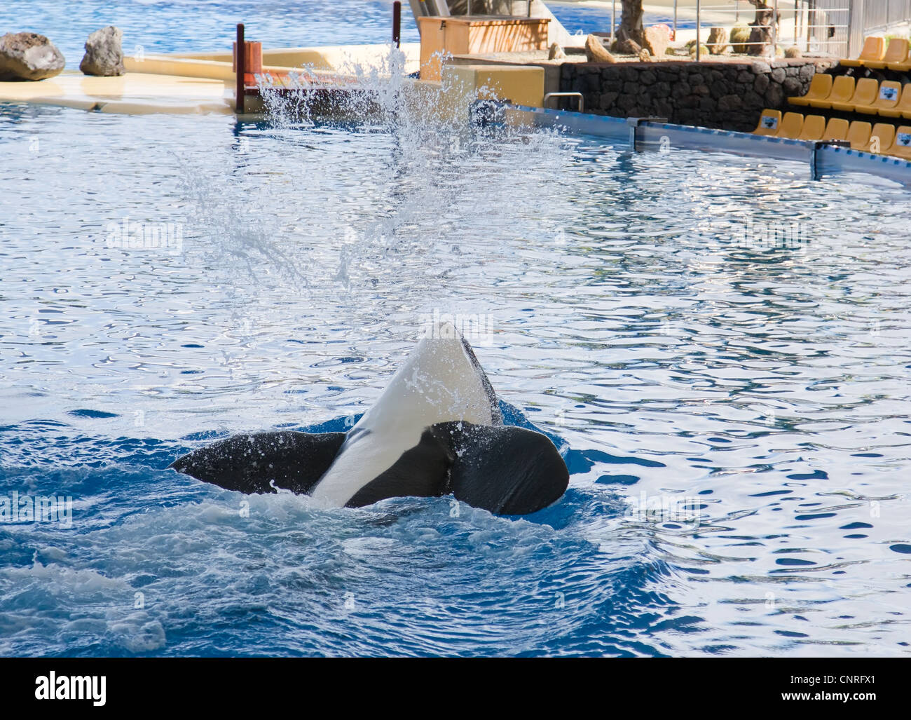 Orca orca ocean loro parque hi-res stock photography and images - Alamy