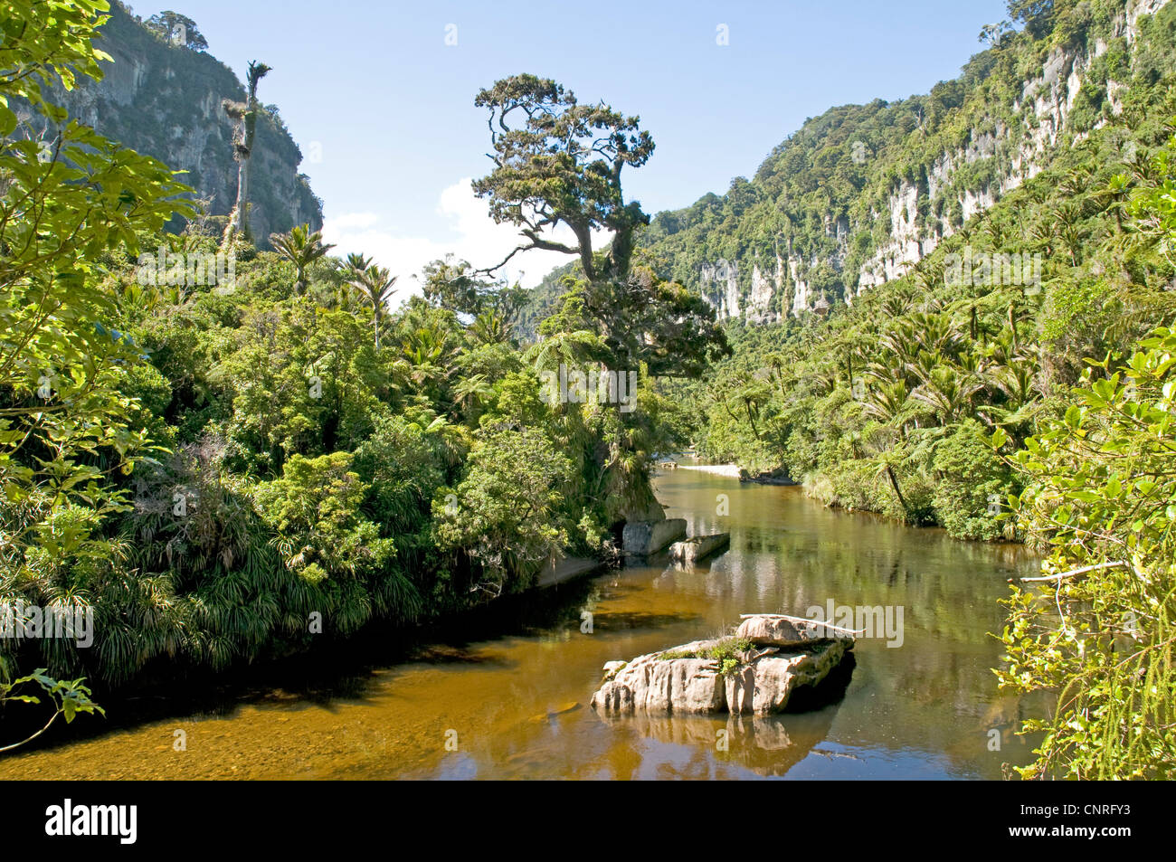 Impressive bush walk scenery alongside the Pororari River in Paparoa ...