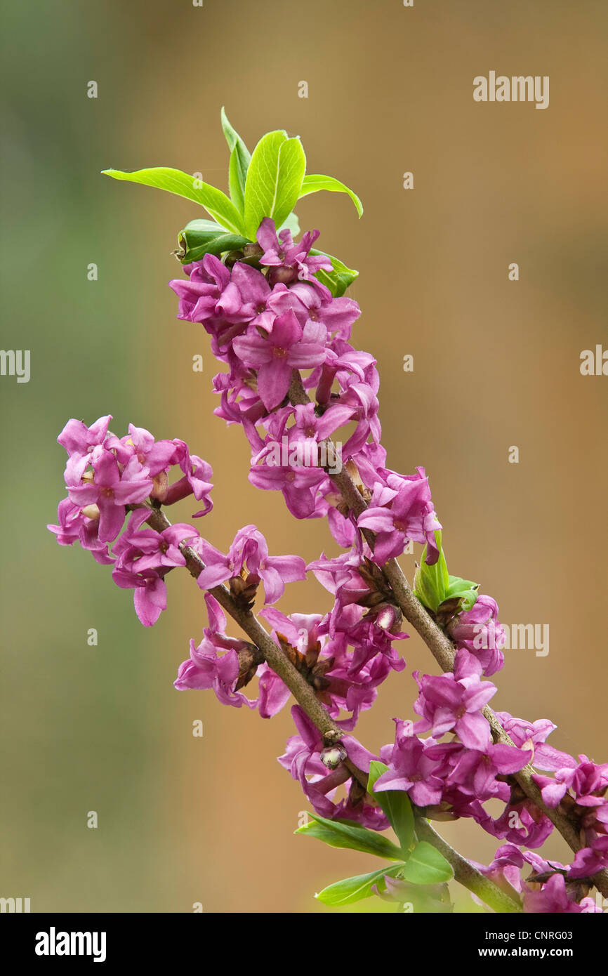 mezereon, February daphne (Daphne mezereum), blooming, Germany, North ...