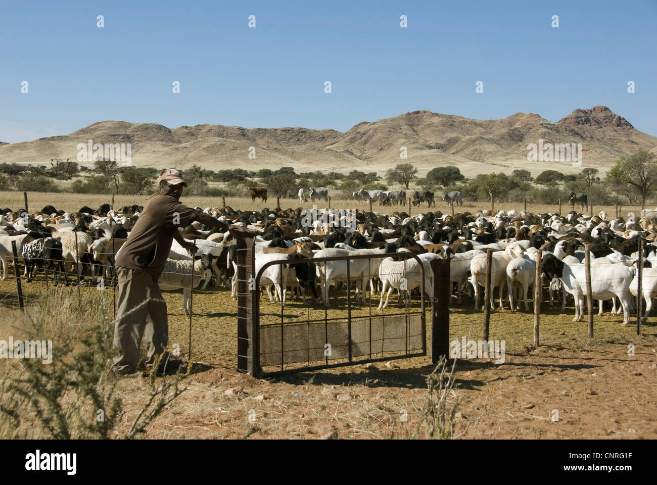 Sheep on farm namibia hi-res stock photography and images - Alamy