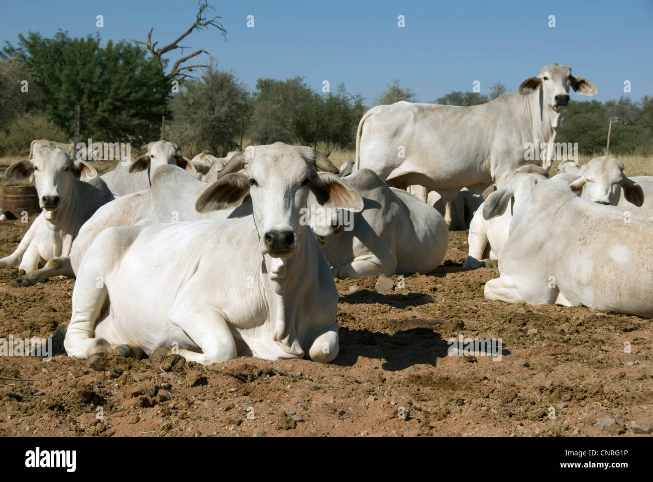 domestic cattle (Bos primigenius f. taurus), white cows resting ...