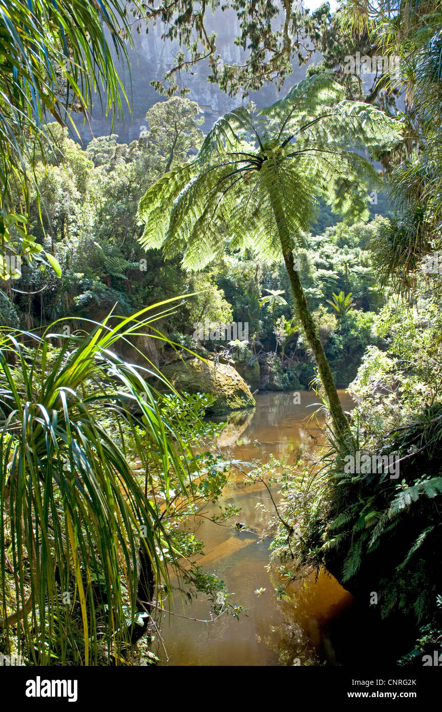 Impressive bush walk scenery alongside the Pororari River in Paparoa ...