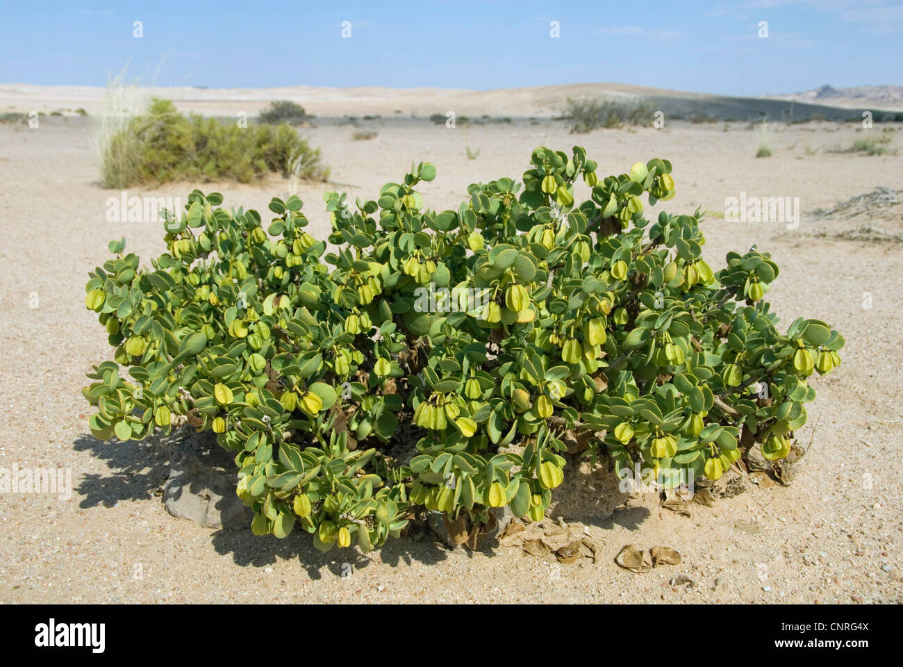 Dollar bush (Zygophyllum stapfii), in the desert, Namibia, Namib ...