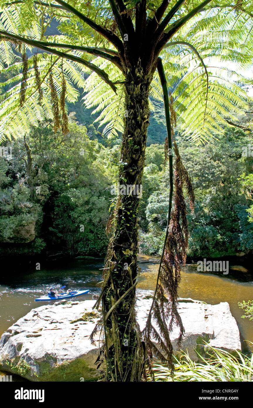 Impressive bush walk scenery alongside the Pororari River in Paparoa ...