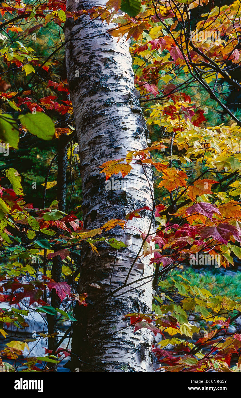 Betula papyrifera (Paper Birch, also known as Paper Birch, American ...