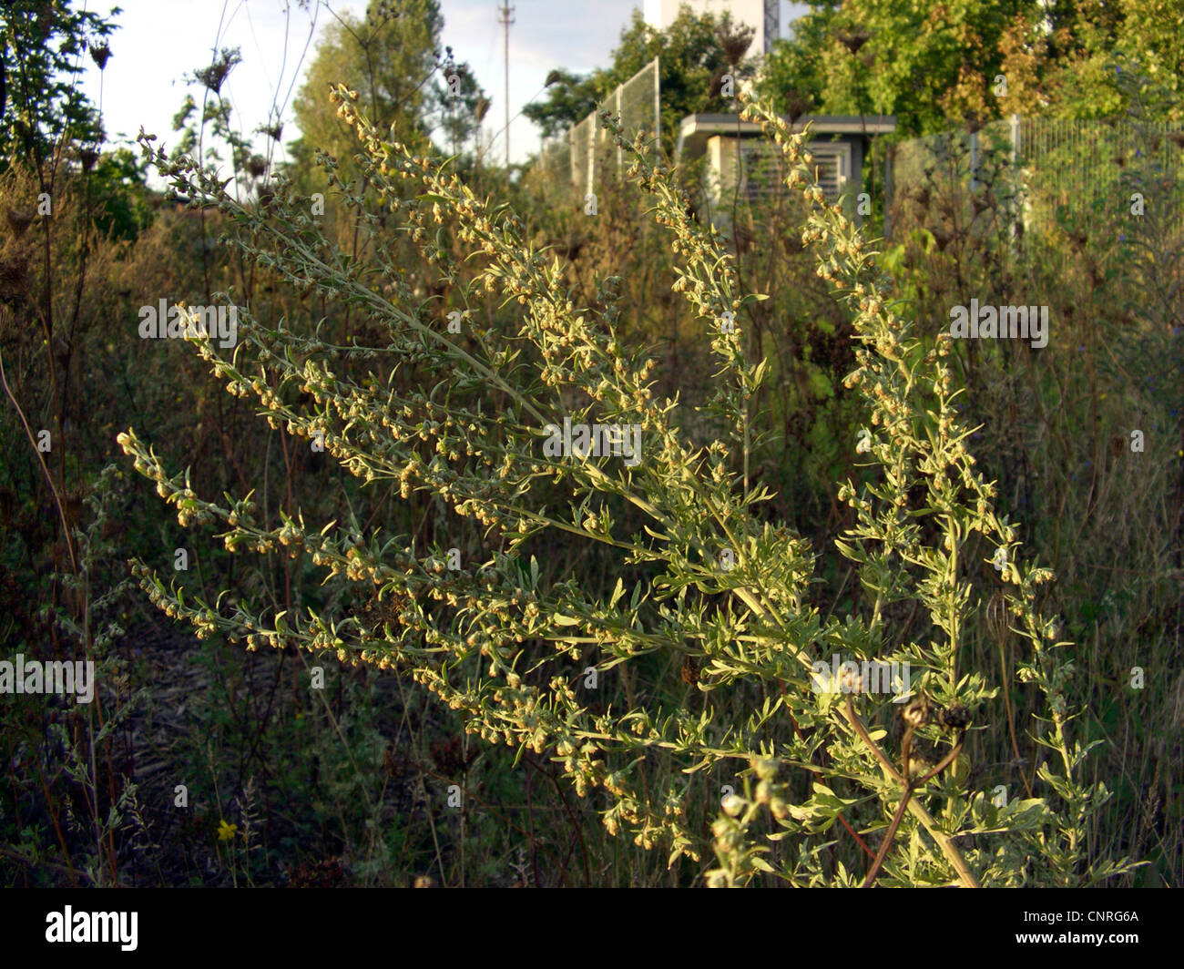 Sagewort artemisia absinthium hi-res stock photography and images - Alamy