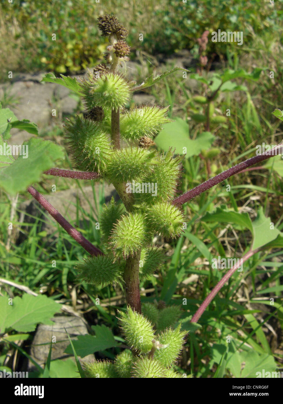 Xanthium fruit hi-res stock photography and images - Alamy