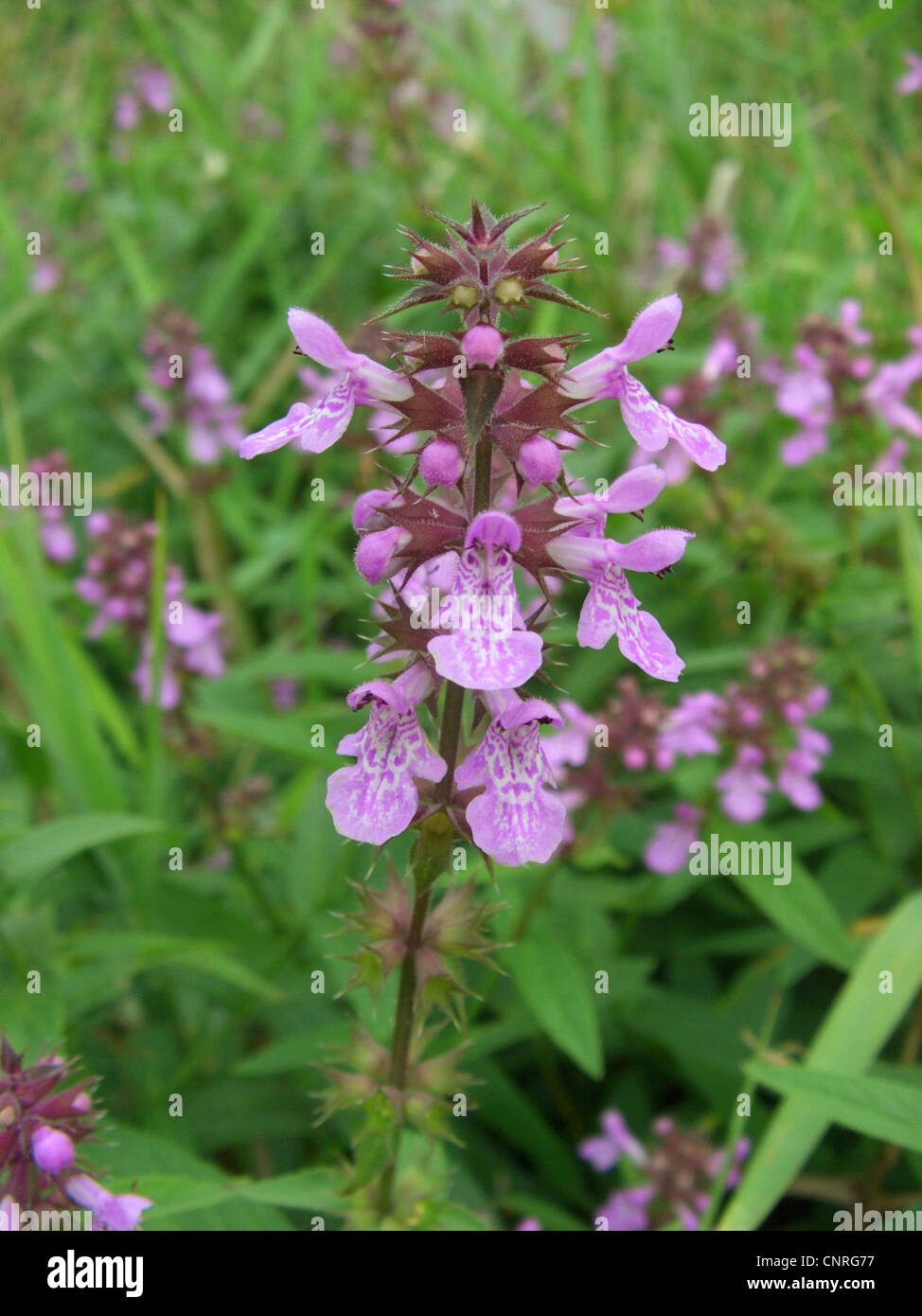 marsh betony, marsh woundwort, swamp hedge-nettle, marsh hedge-nettle ...