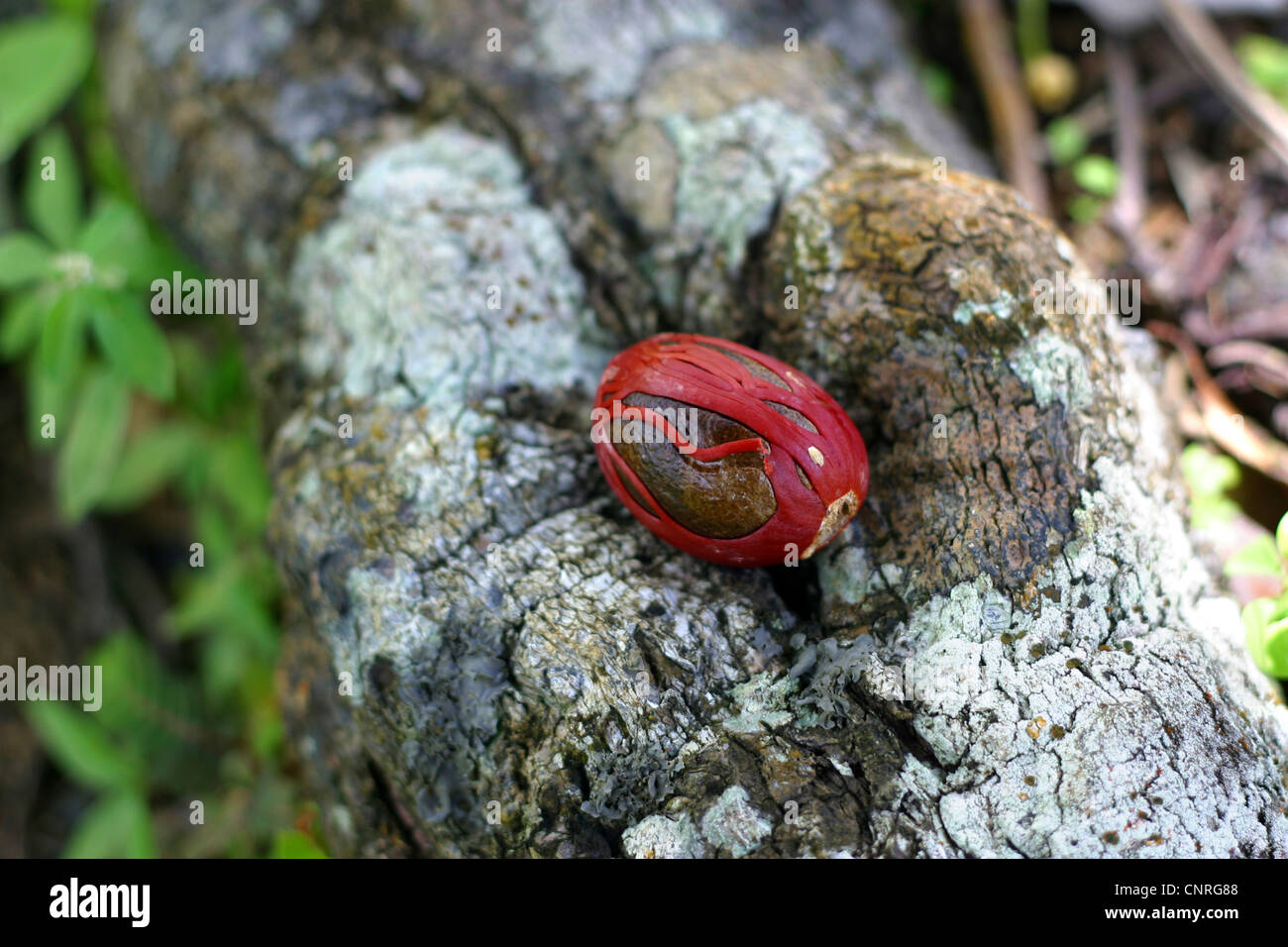 nutmeg, mace (Myristica fragrans), fresh nutmeg, still covered with ...