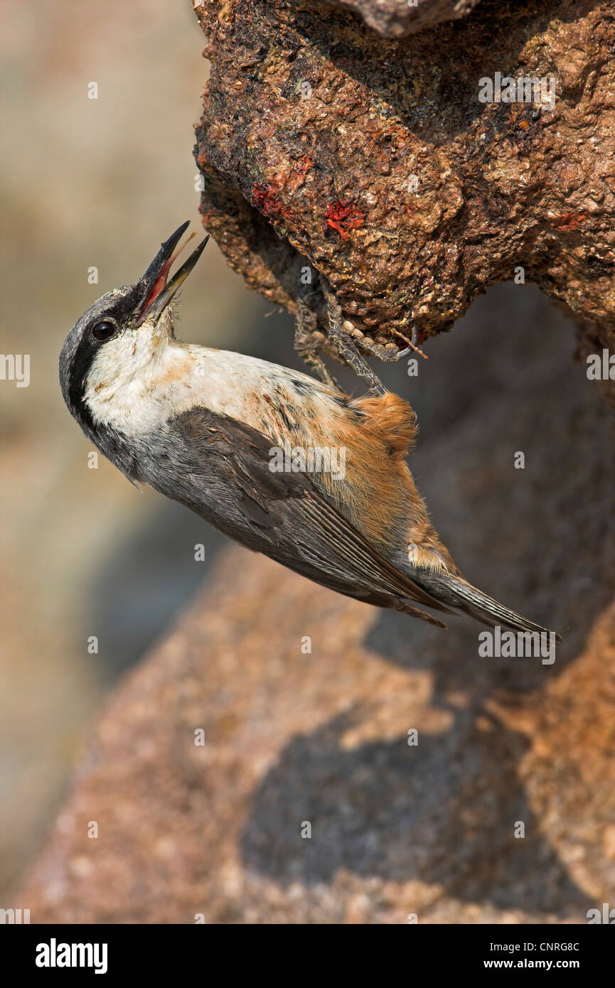 rock nuthatch (Sitta neumayer), sitting in front of the breeding cave ...