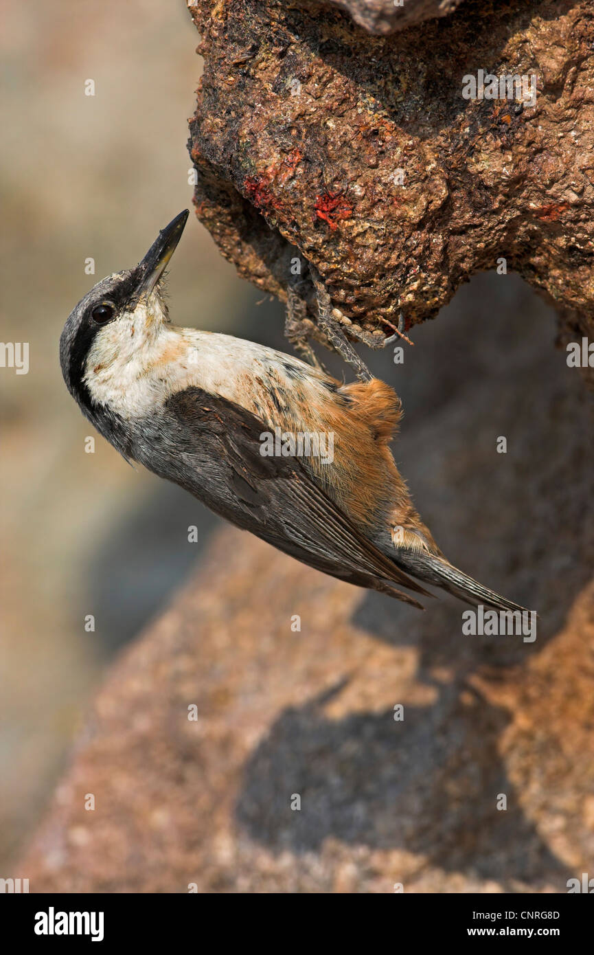 rock nuthatch (Sitta neumayer), sitting in front of the breeding cave ...
