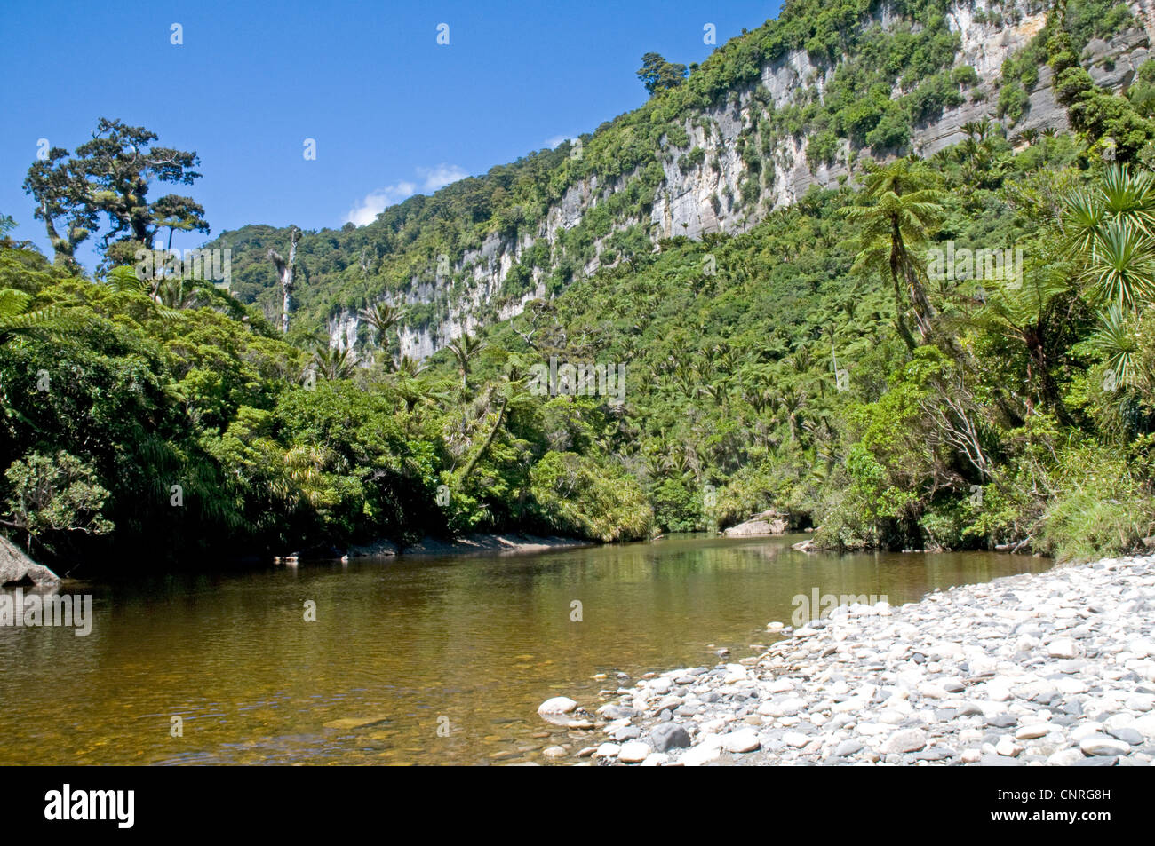 Impressive bush walk scenery alongside the Pororari River in Paparoa ...
