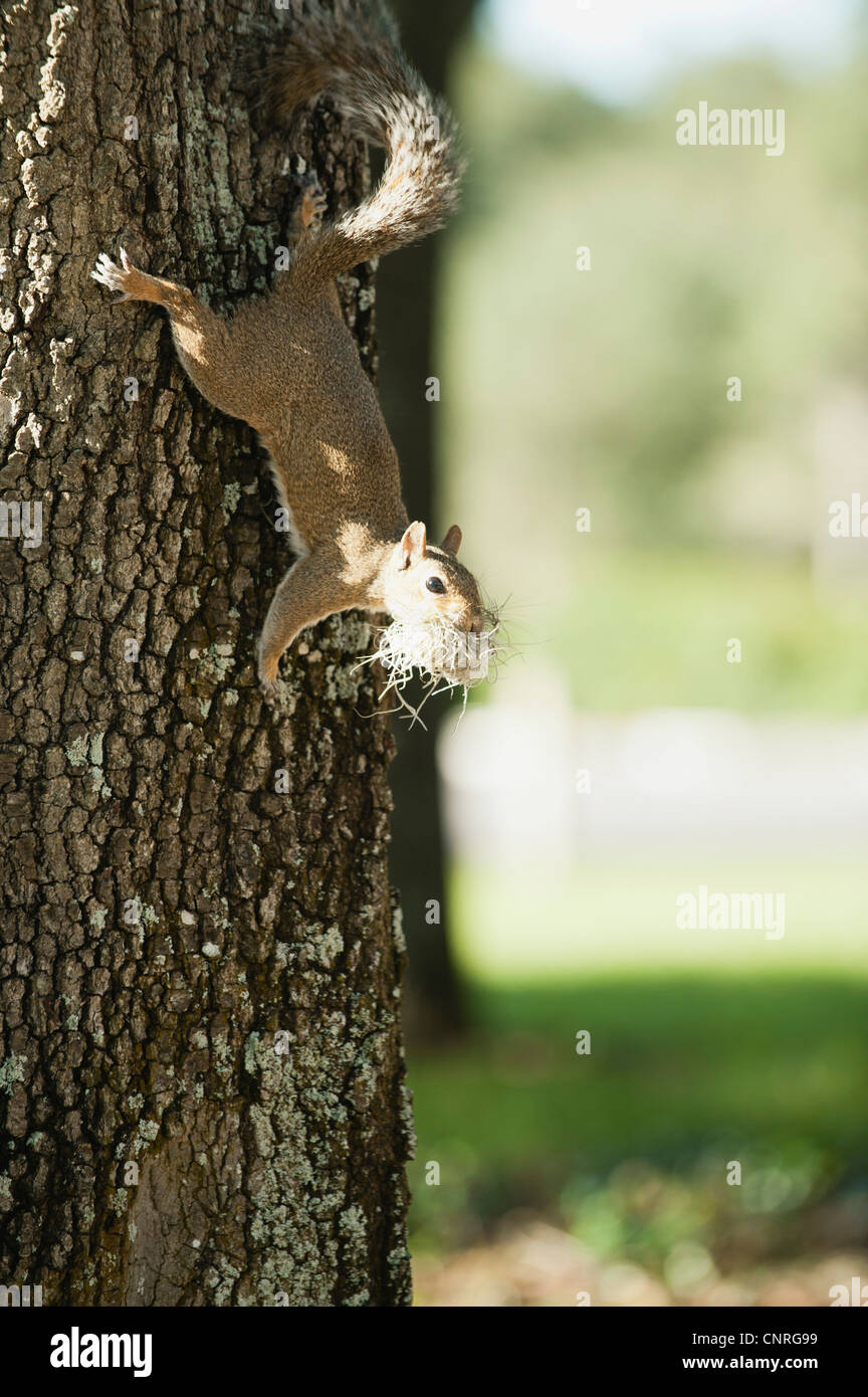 Squirrel climbing on tree Stock Photo - Alamy
