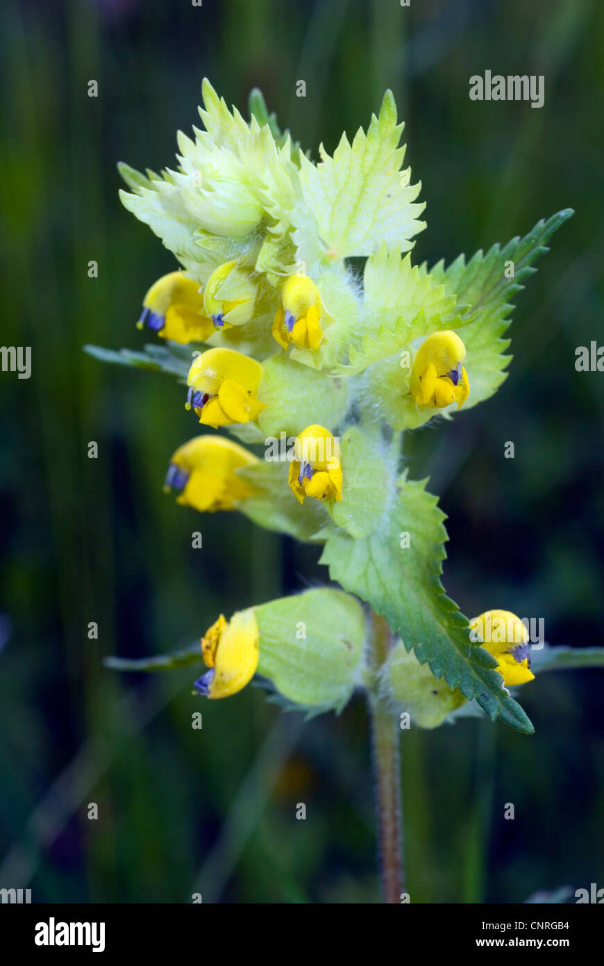greater yellow rattle (Rhinanthus alectorolophus), inflorescence ...