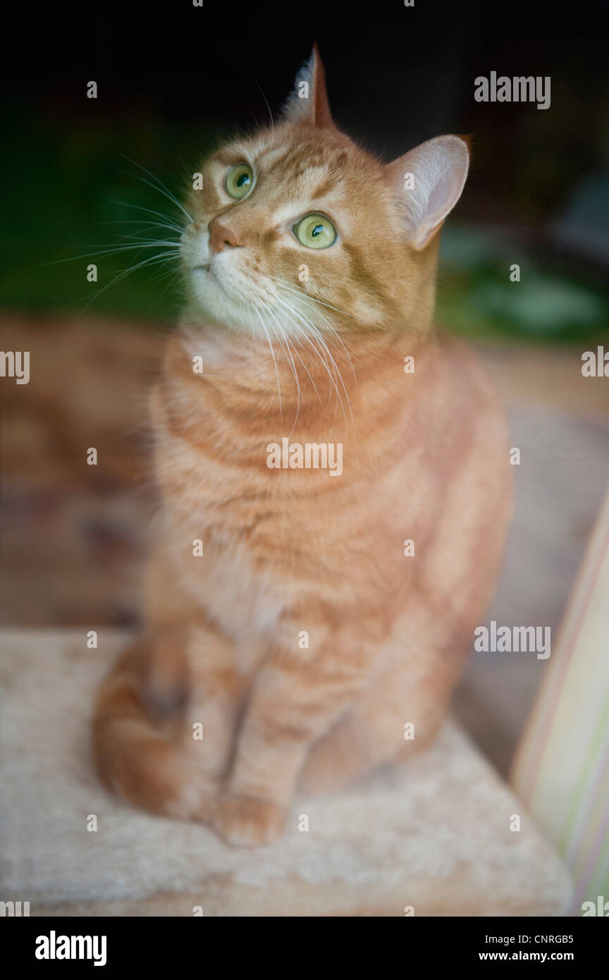 Seated cat, portrait Stock Photo - Alamy