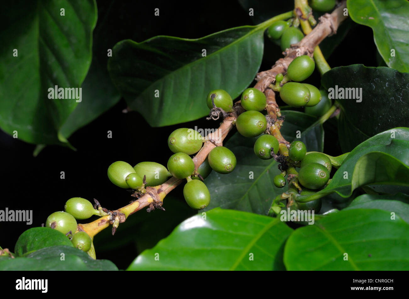 Arabian coffee (Coffea arabica), unripe fruits a a bush Stock Photo - Alamy