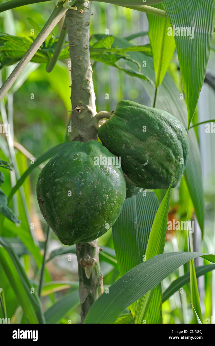 papaya, papaw, paw paw, mamao, tree melon (Carica papaya), unripe ...