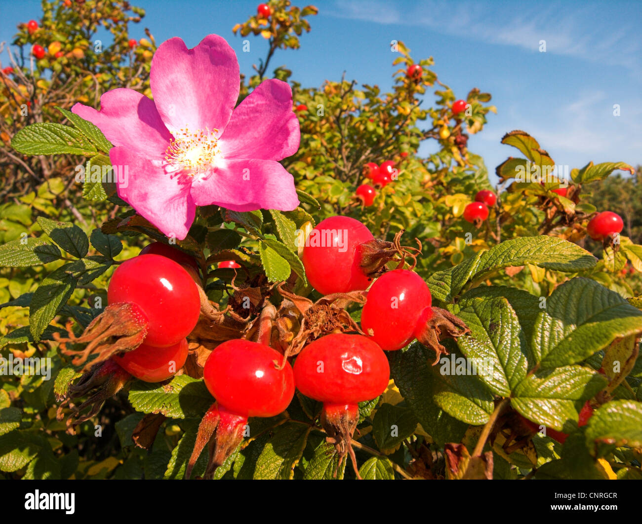 rugosa rose, Japanese rose (Rosa rugosa), flower and , Netherlands ...