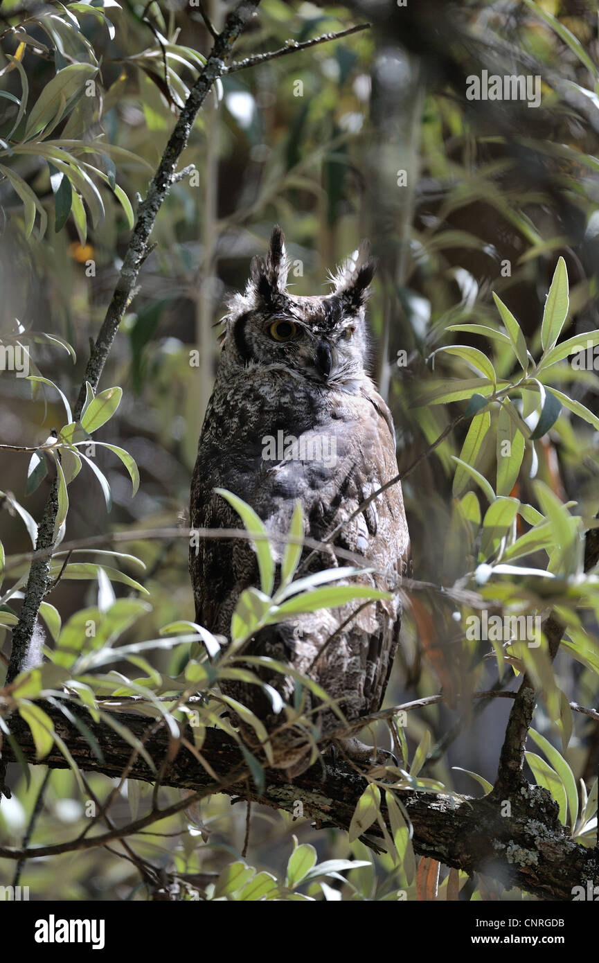 Spotted Eagle-owl (Bubo africanus) resting in a tree at Nakuru NP Kenya ...