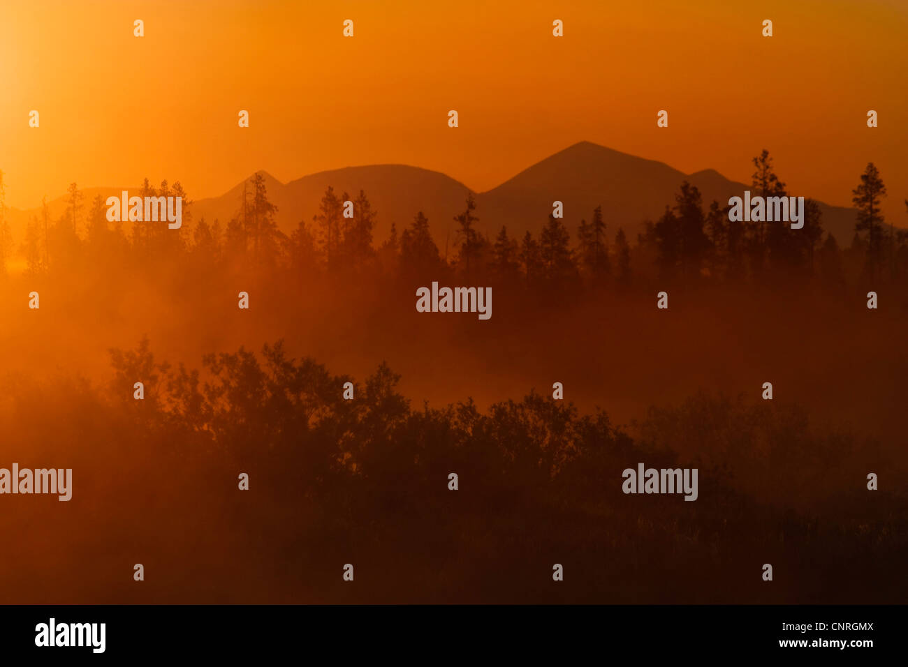 Lodge pole pine trees hi-res stock photography and images - Alamy