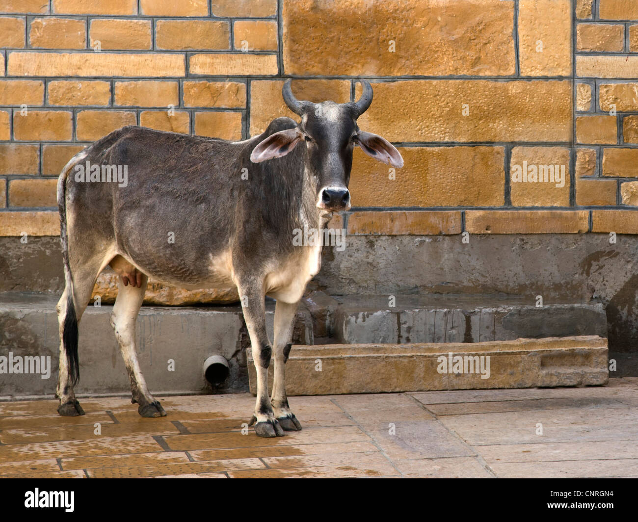 Cow roams hi-res stock photography and images - Alamy