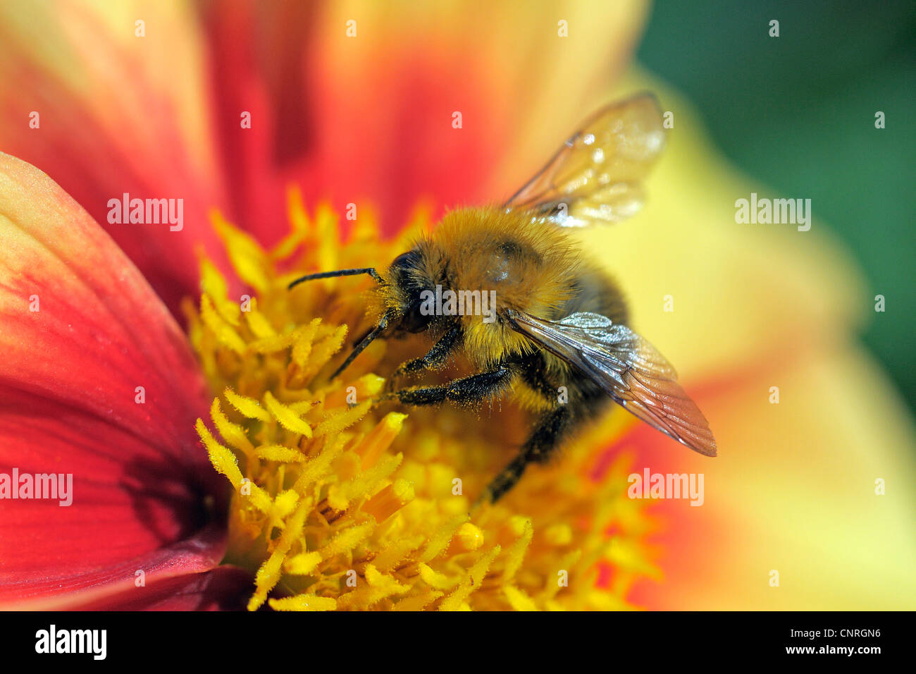 Bombidae hi-res stock photography and images - Alamy