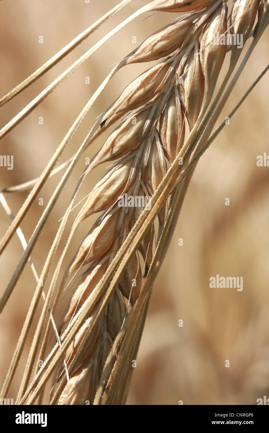 Barley ears mcphoto hi-res stock photography and images - Alamy