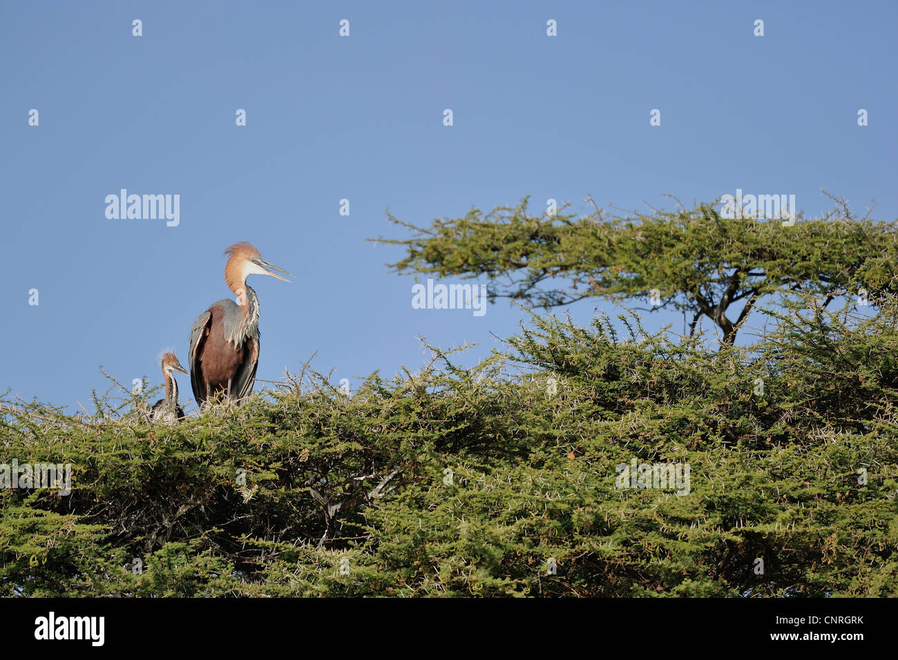 Goliath heron (Ardea goliath) standing on the nest with its chick Lake ...