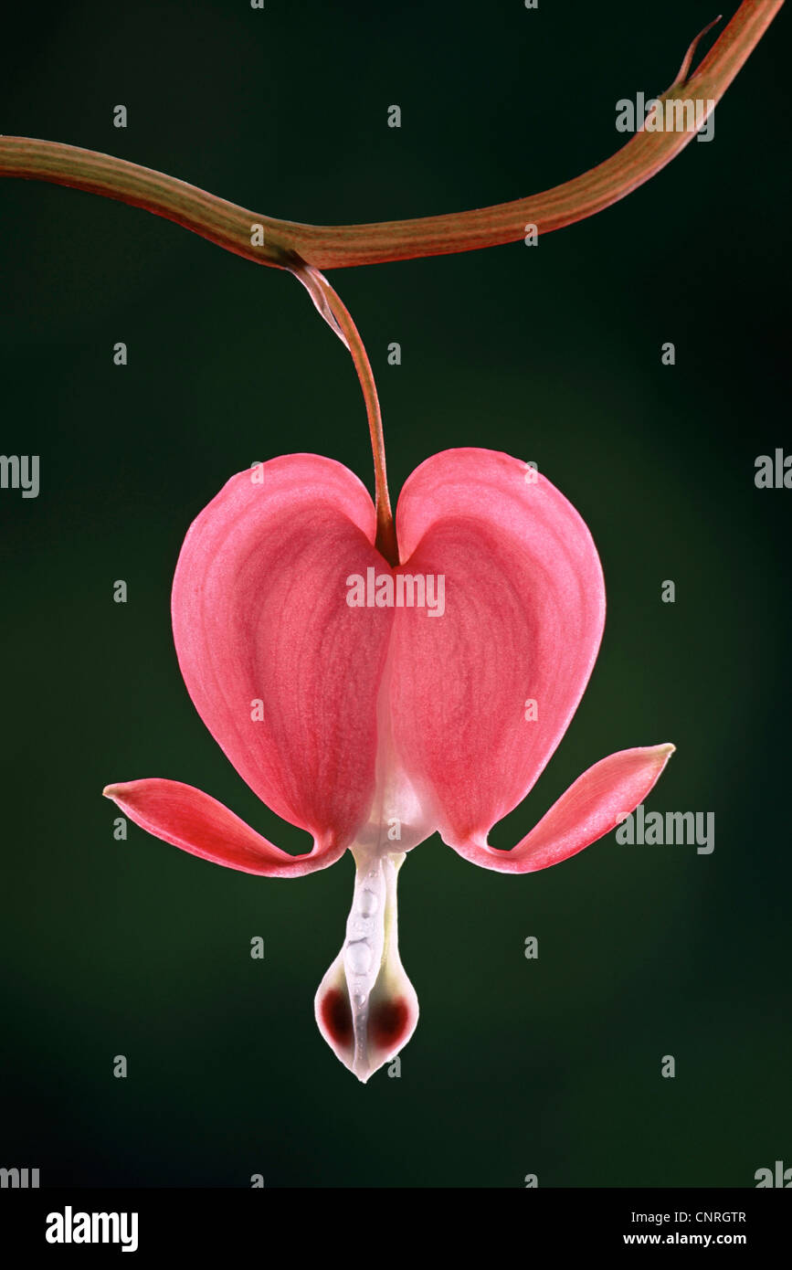 common bleeding heart (Dicentra spectabilis), flower in front of black ...