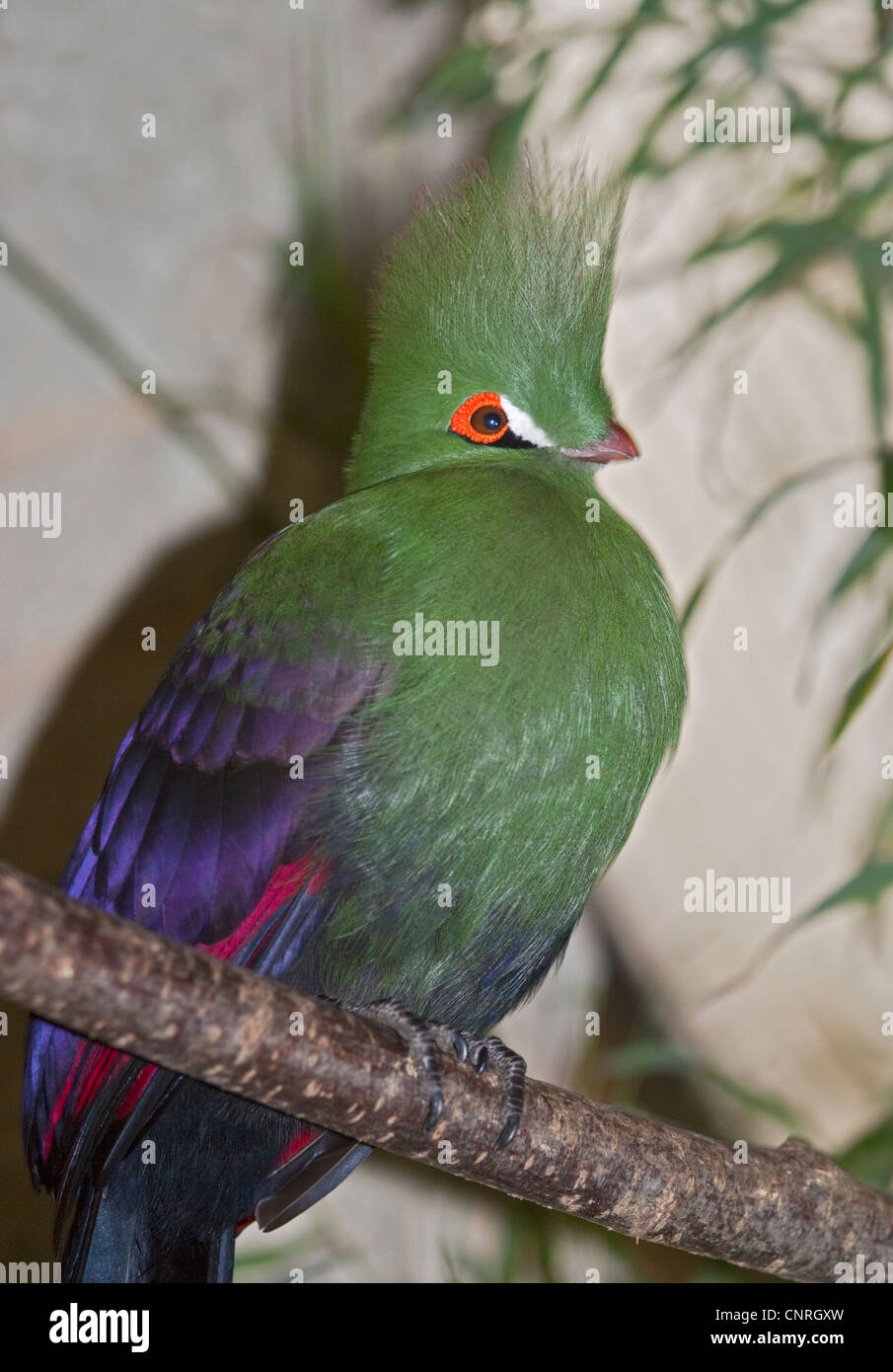 Buffon's Turaco (persa buffoni Stock Photo - Alamy