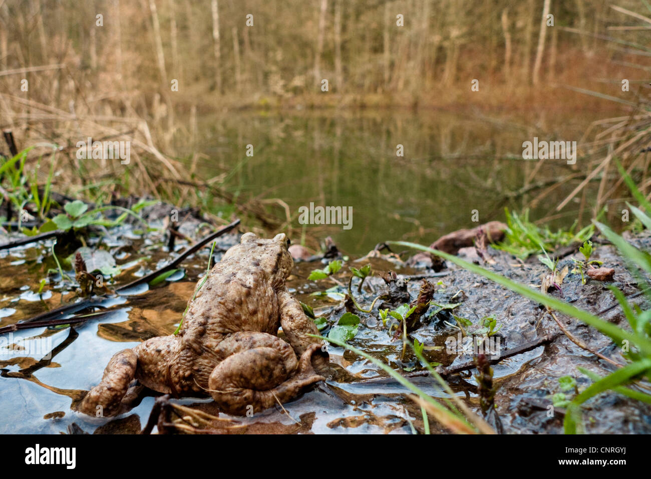 European common toad (Bufo bufo), male at the shore of the spawning pond, Germany, Baden ...