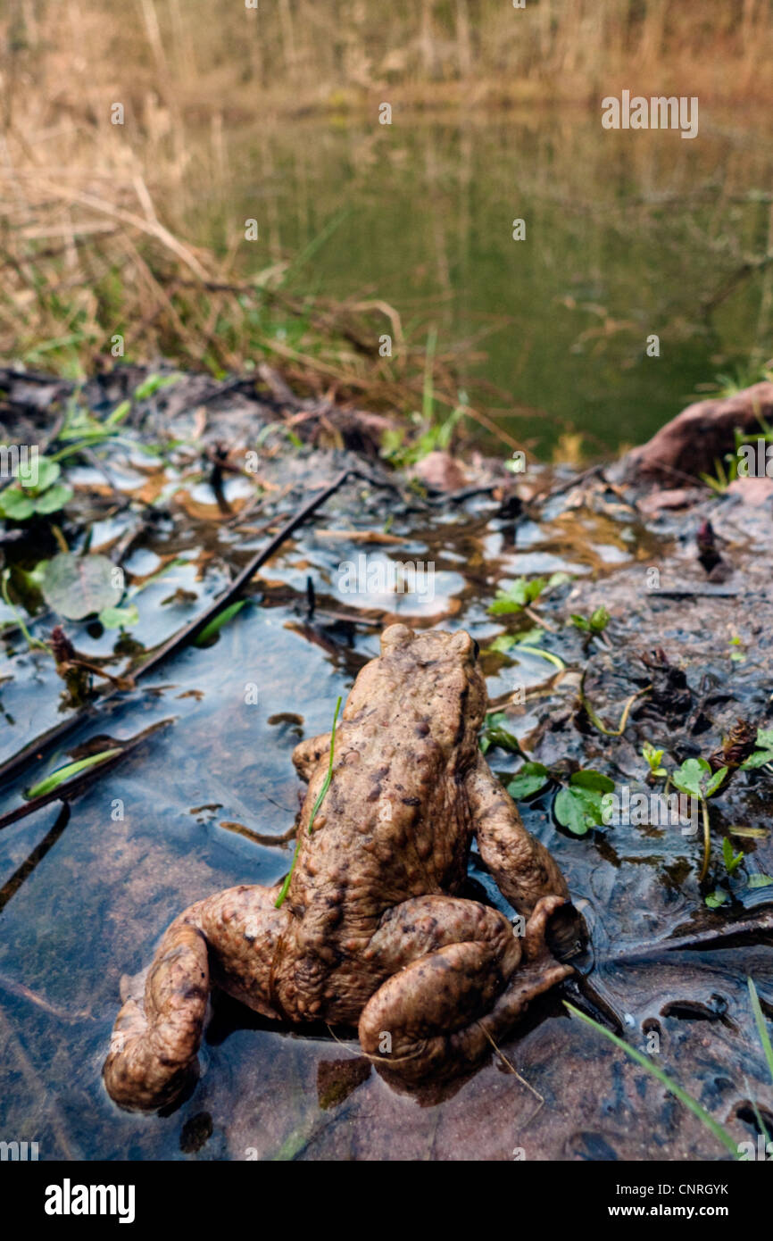 European common toad (Bufo bufo), male at the shore of the spawning pond, Germany, Baden ...
