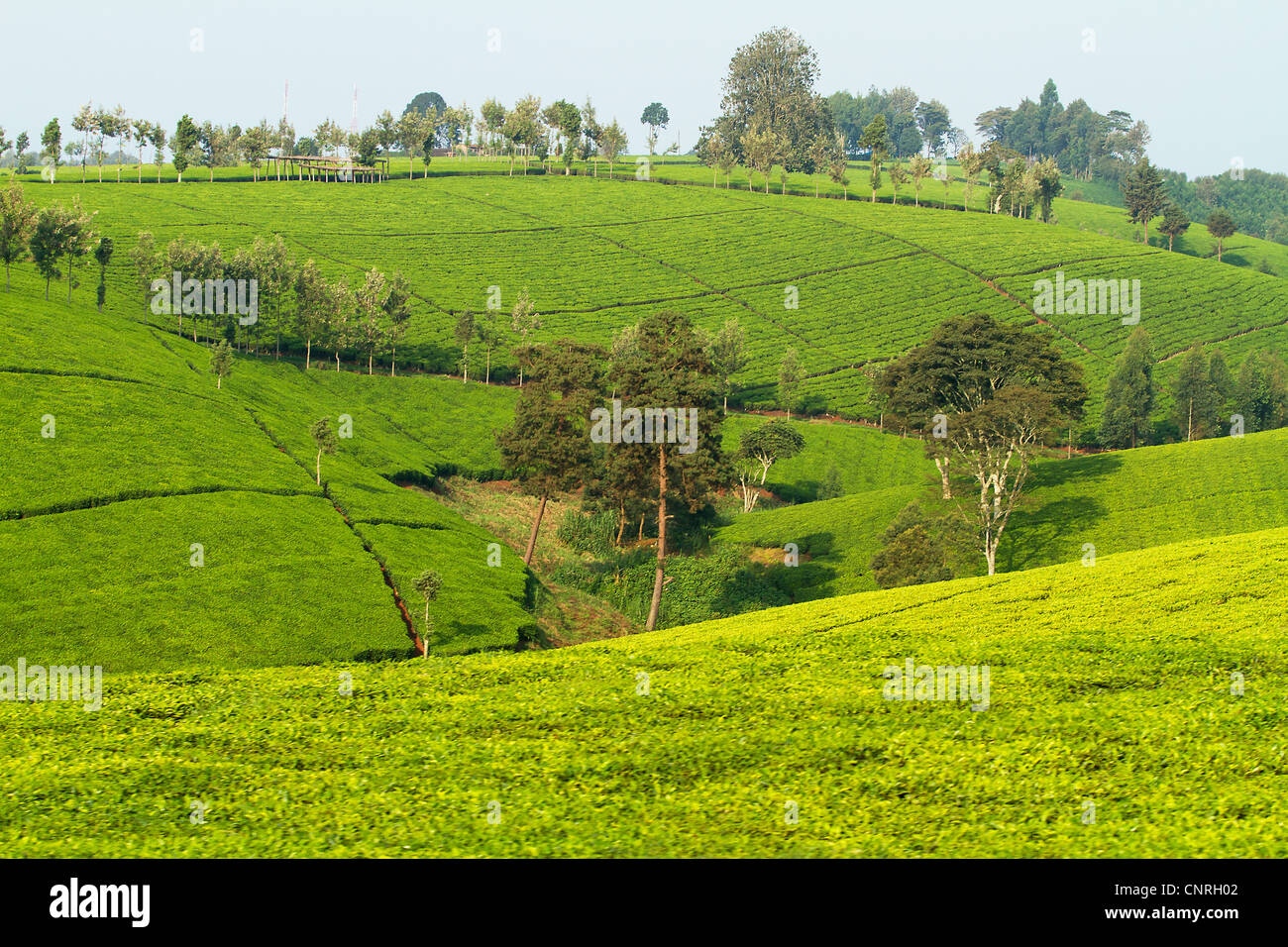 Kenya tea plantation hi-res stock photography and images - Alamy