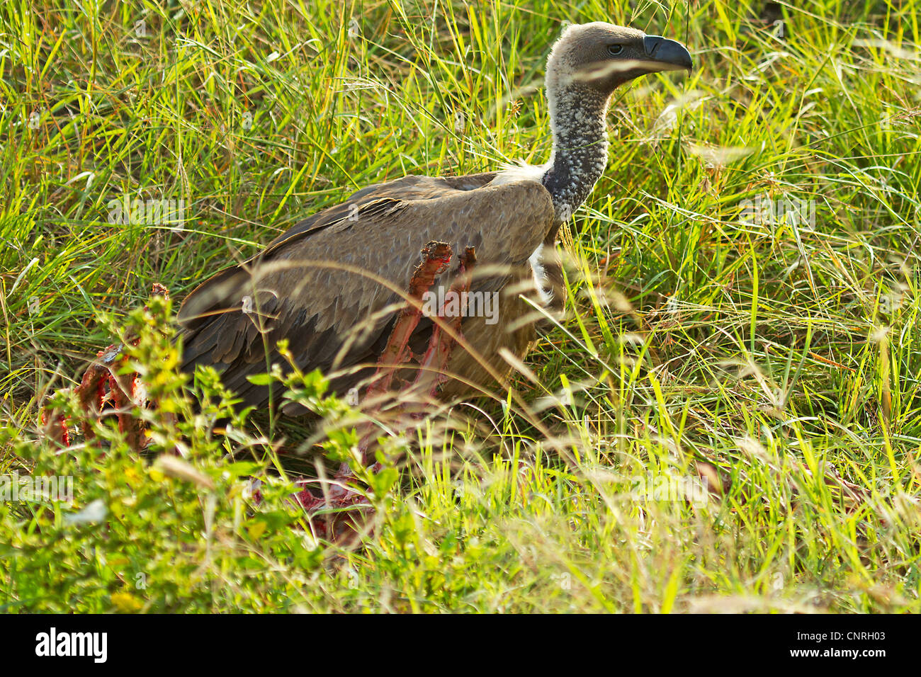 African Vulture bird with prey in nature Stock Photo - Alamy