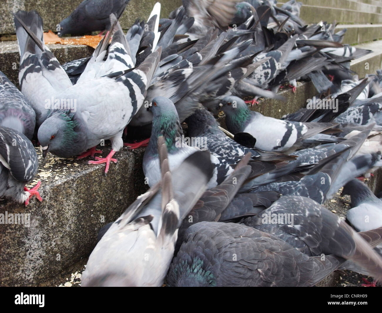 Yellow Fantail Pigeon