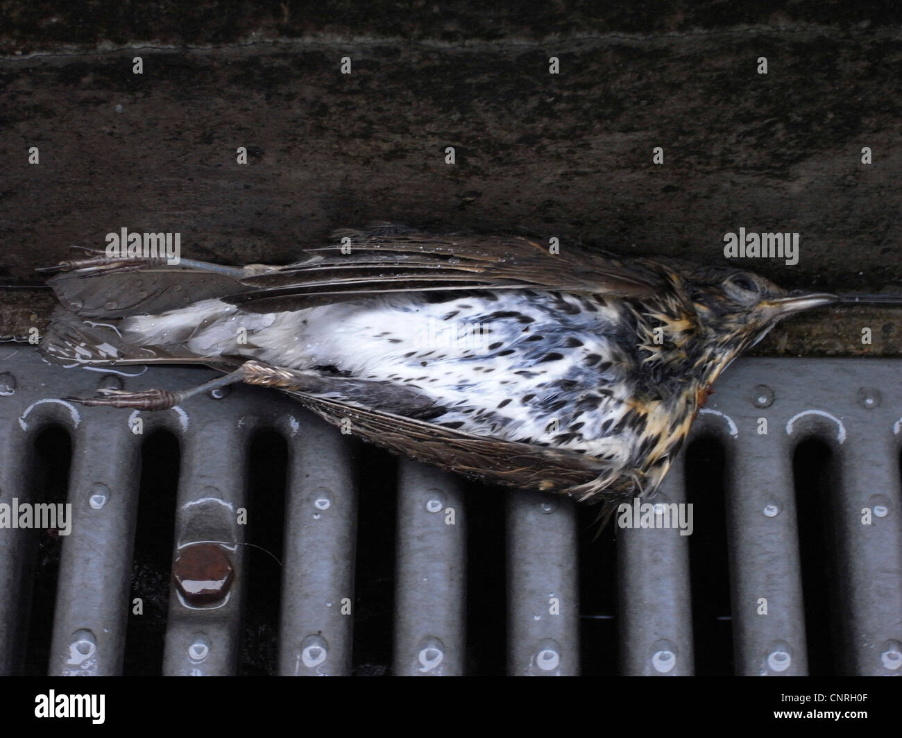 Dead at a gully hi-res stock photography and images - Alamy