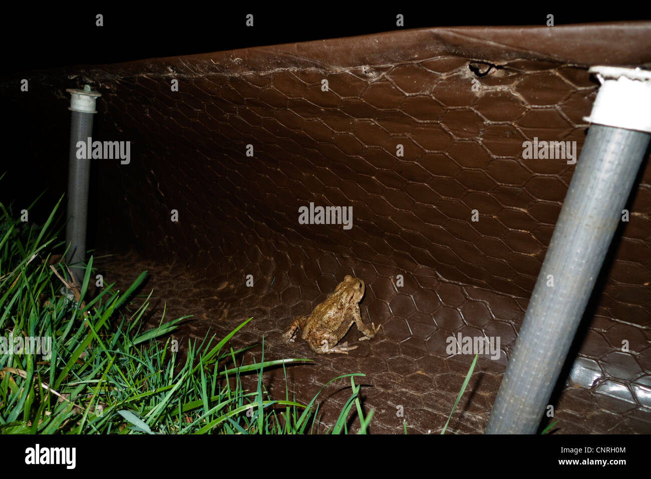 European common toad (Bufo bufo), male sitting at a toad fence, Germany ...