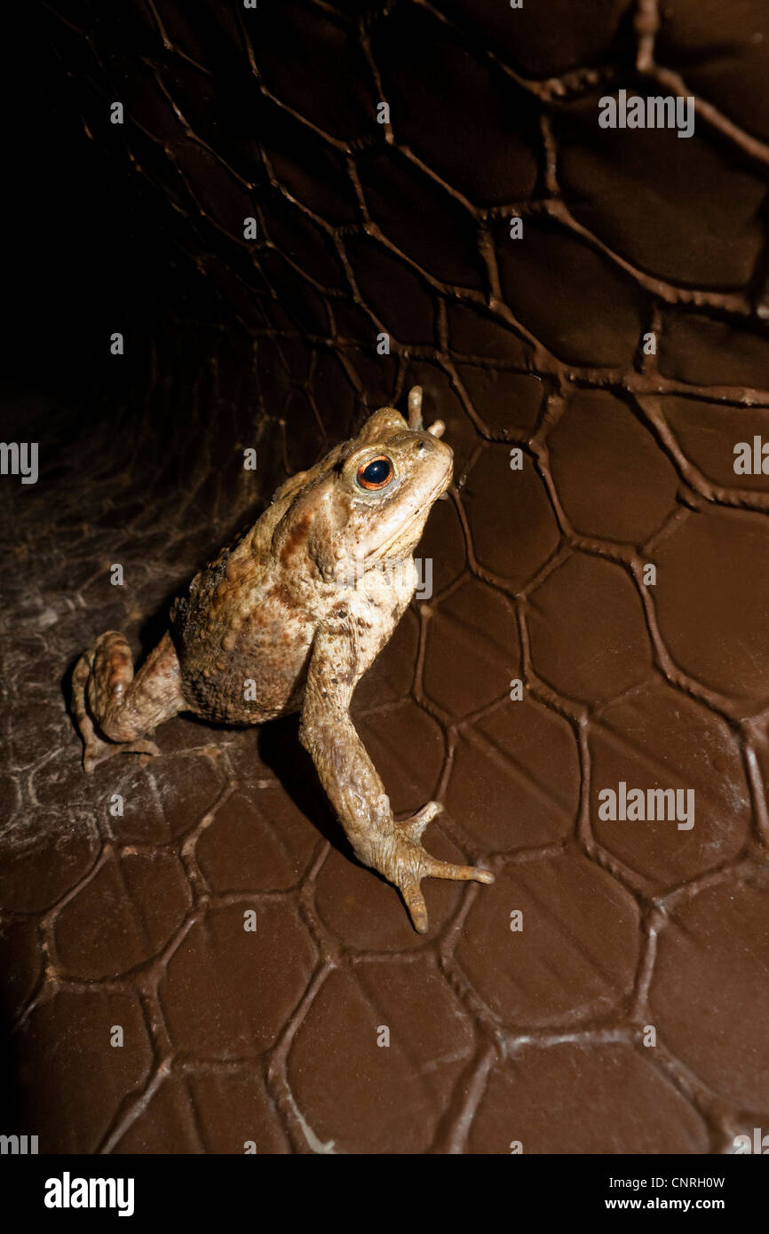European common toad (Bufo bufo), male sitting at a toad fence, Germany ...