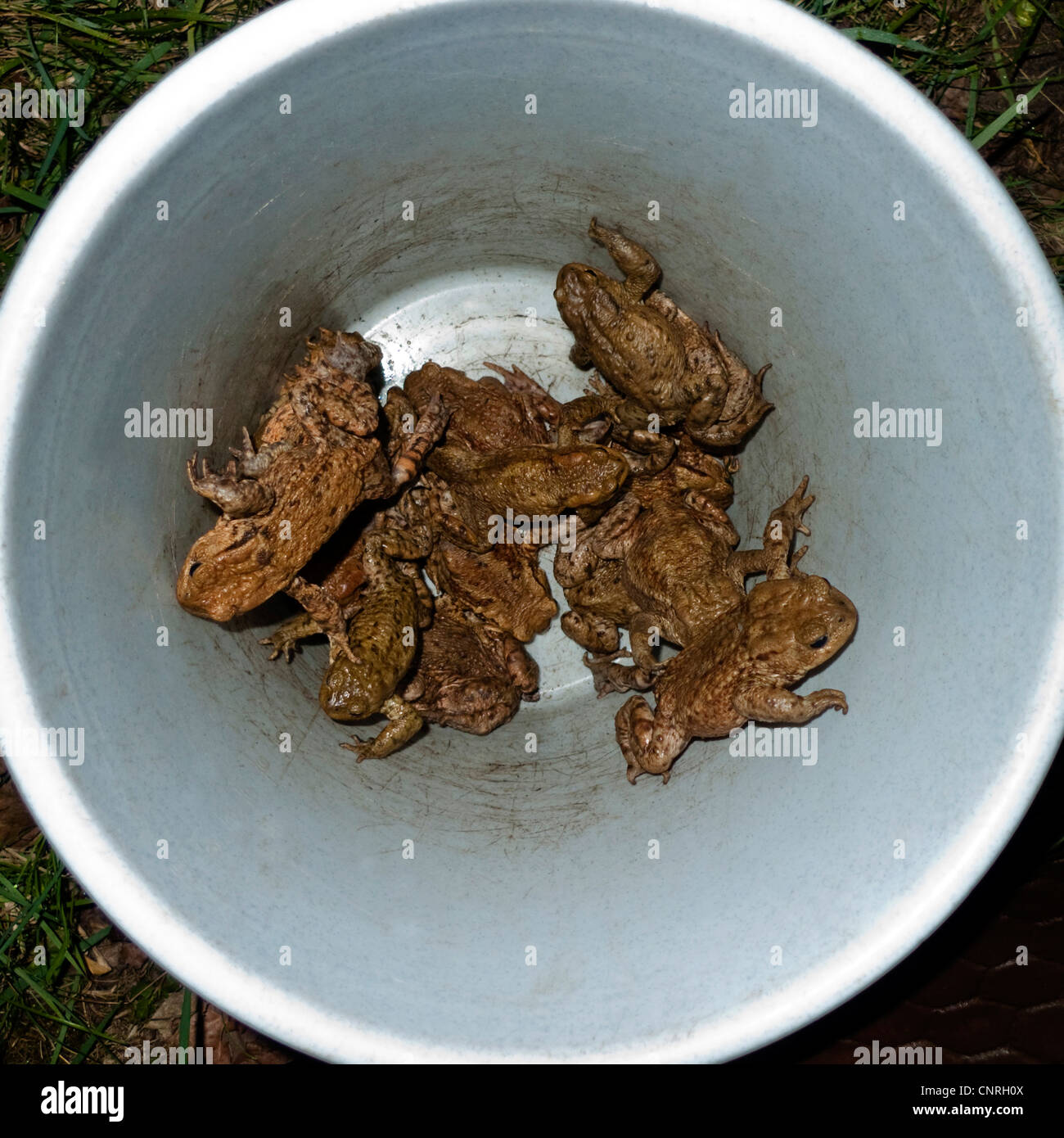 Toad fence hi-res stock photography and images - Alamy