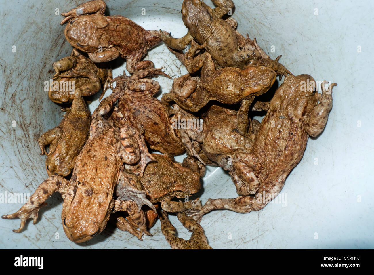 Toads in a bucket hi-res stock photography and images - Alamy