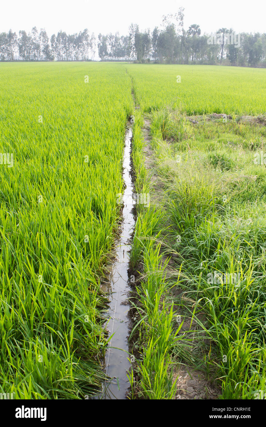 Rice paddy vietnam hi-res stock photography and images - Alamy