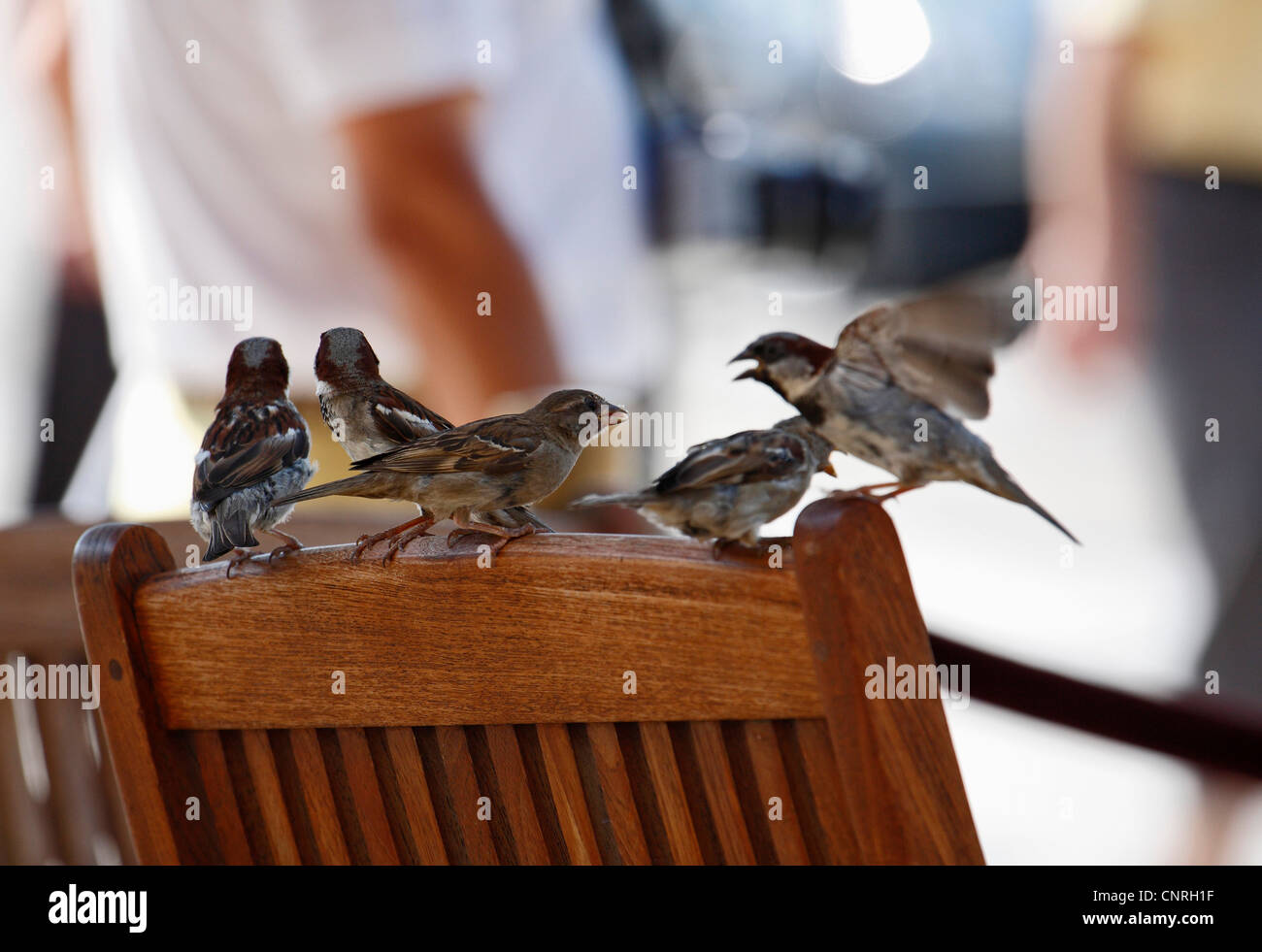 Five house sparrows hi-res stock photography and images - Alamy