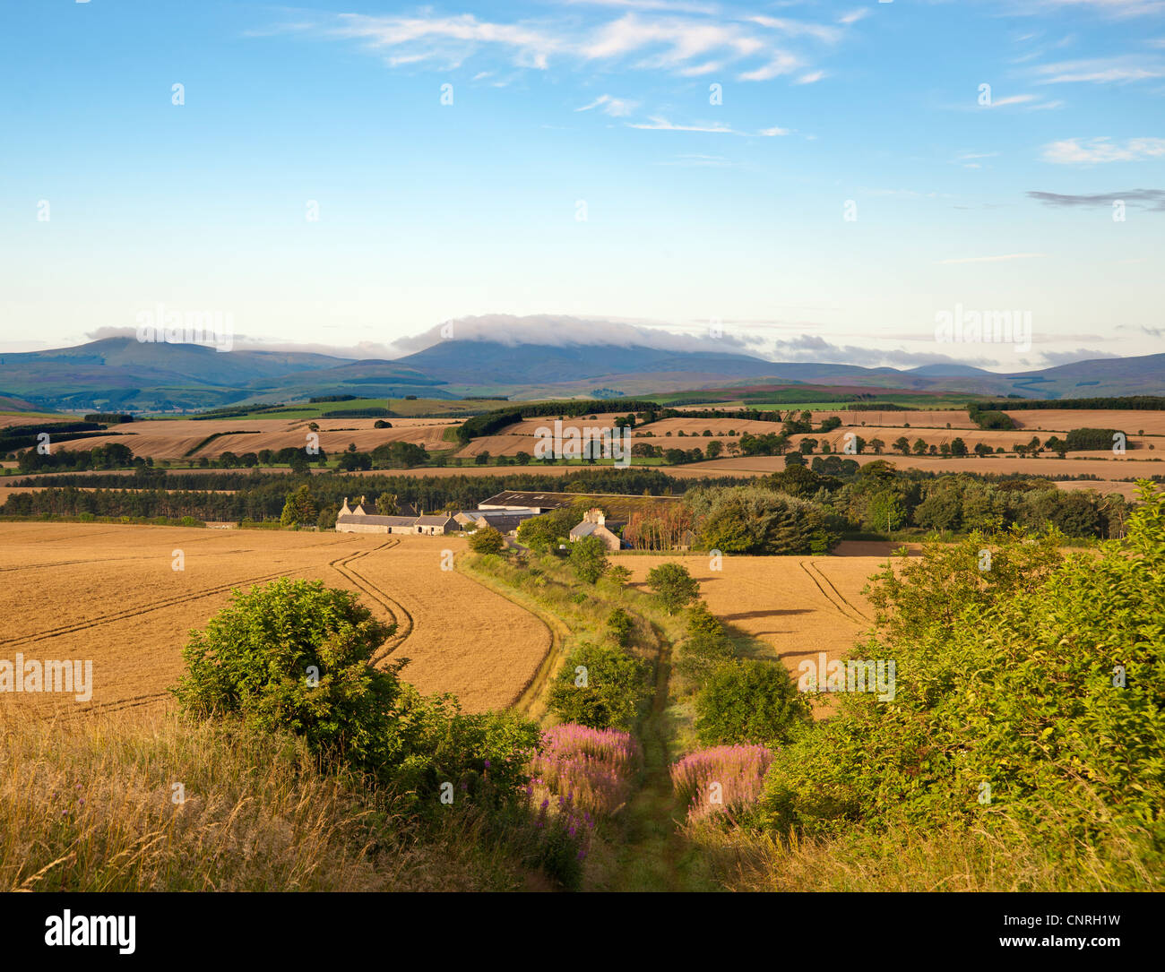 View along a country pathway and across farmland to The Cheviot ...