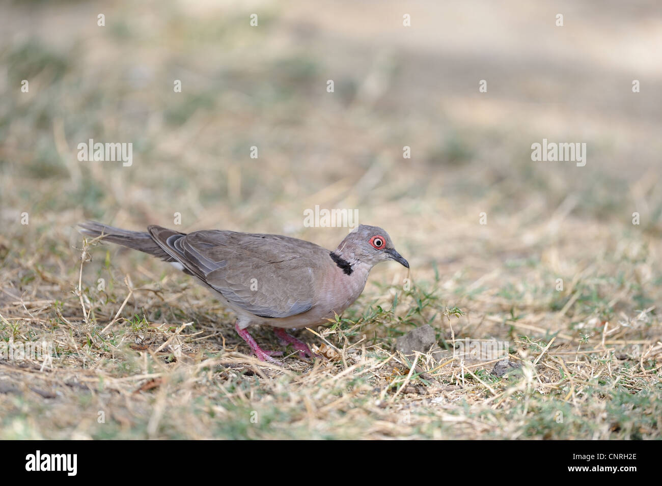 African Mourning Dove - Mourning collared dove (Streptopelia decipiens ...