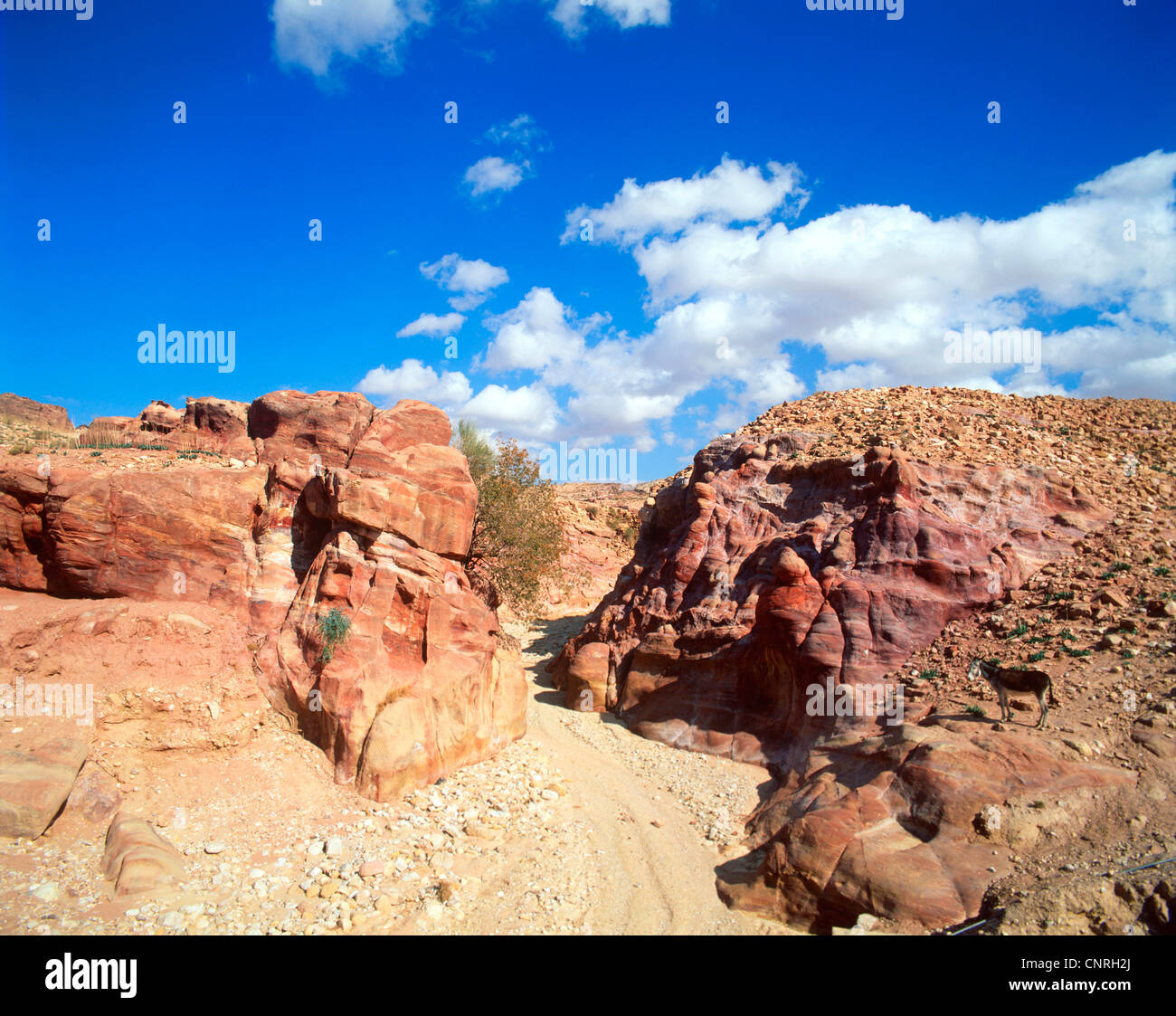 desert road near Petra, Jordan Stock Photo - Alamy
