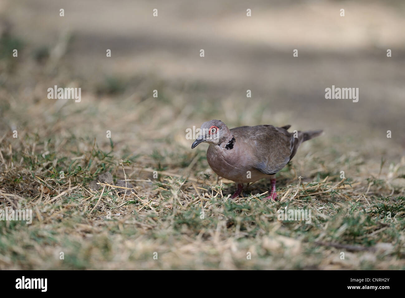 African Mourning Dove - Mourning collared dove (Streptopelia decipiens ...