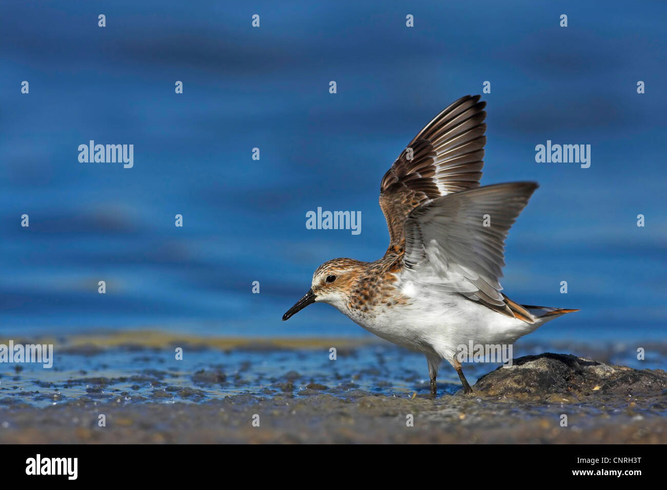 little stint (Calidris minuta), flapping wings, Europe Stock Photo - Alamy