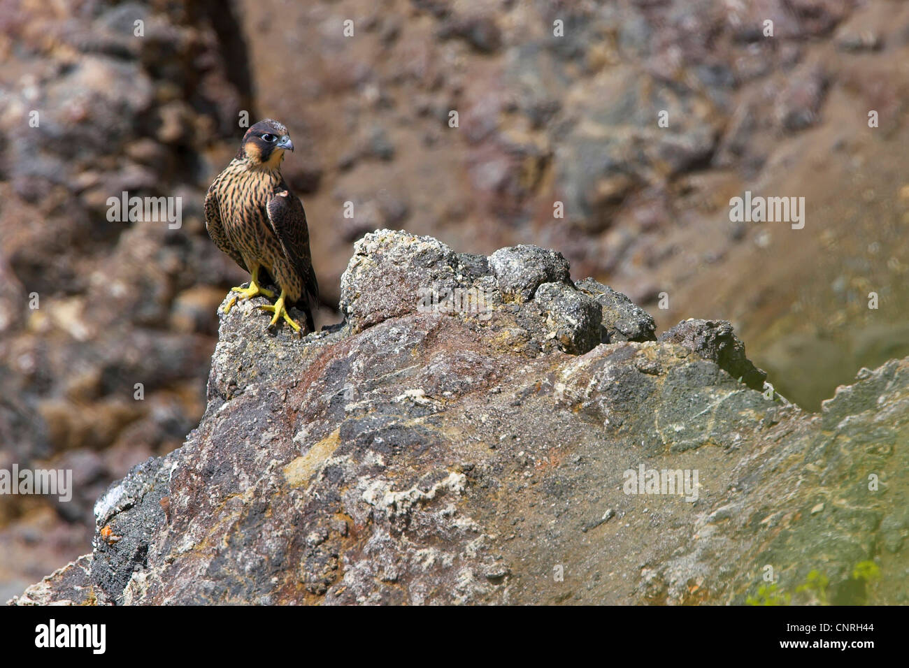 Peregrine falcon falco peregrinus hi-res stock photography and images ...