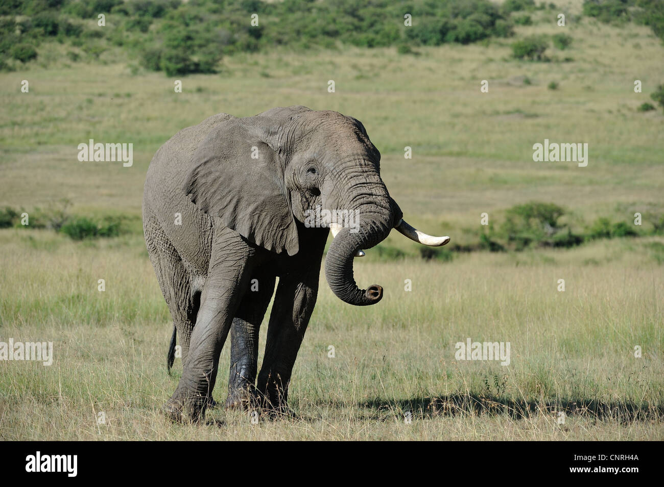 African bush elephant - Savanna elephant - Bush elephant (Loxodonta ...